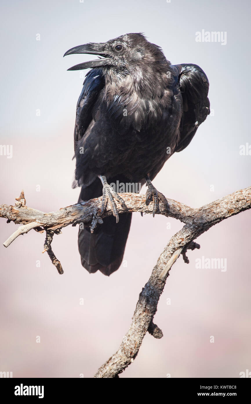 Raven with open mouth hi-res stock photography and images - Alamy