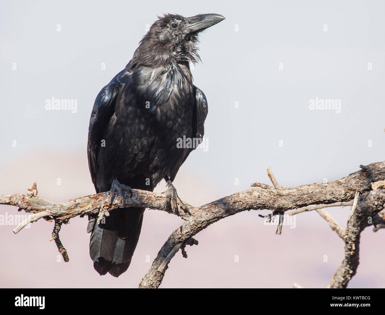 Common raven (Corvus corax) perched on a snag Stock Photo - Alamy