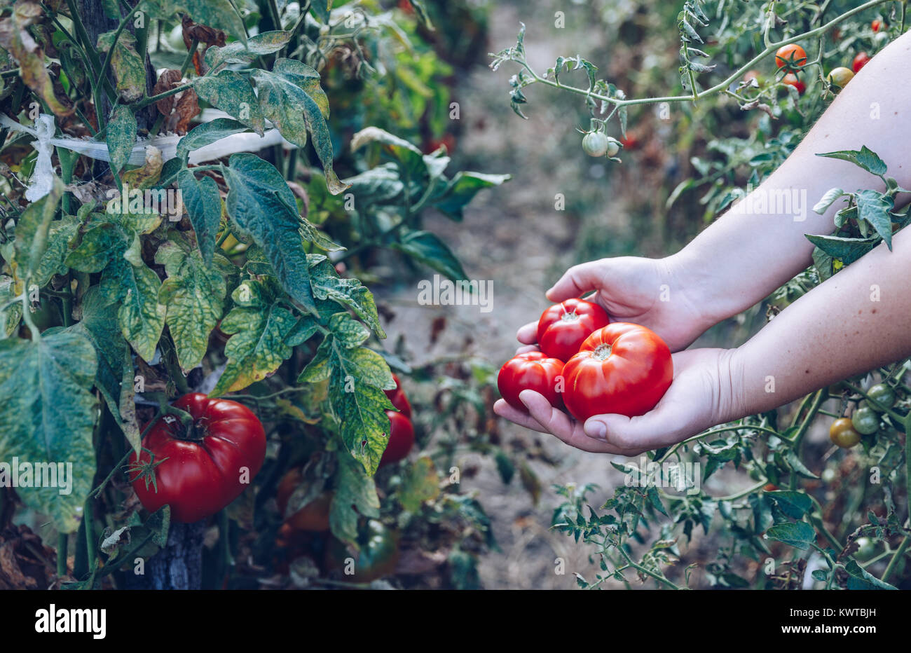 Homegrown Red Fresh Tomato In A Garden. Red organic tomato plant and ...