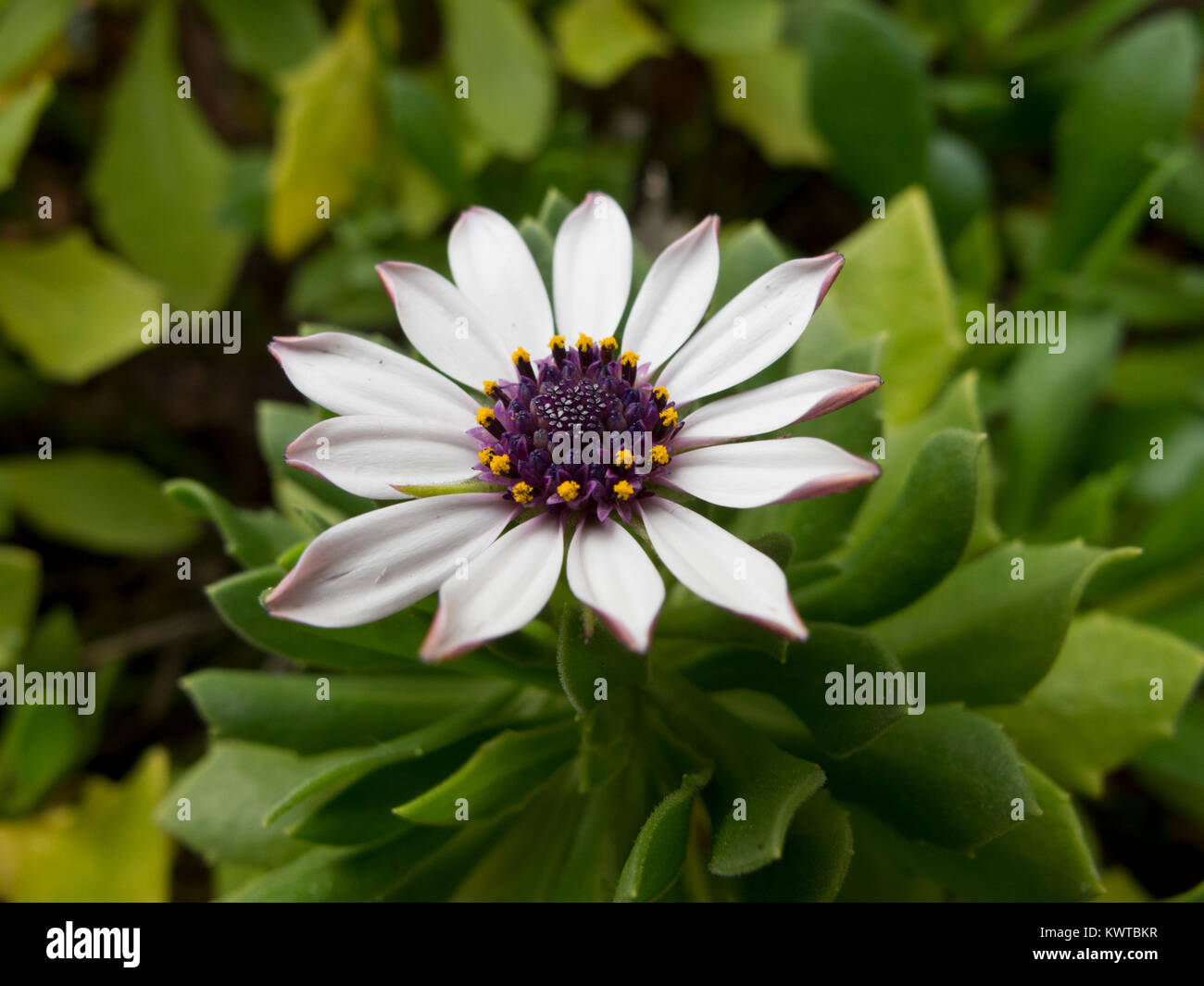 Flores naturaleza hi-res stock photography and images - Alamy