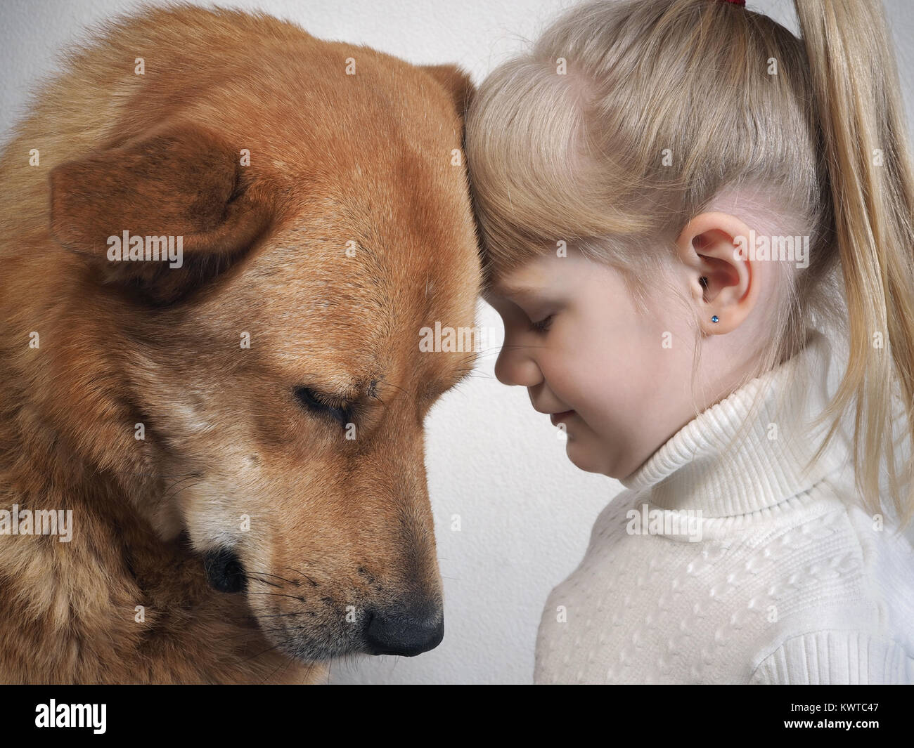 huge dog and little girl. Emotional portrait. Friendship a large dog ...