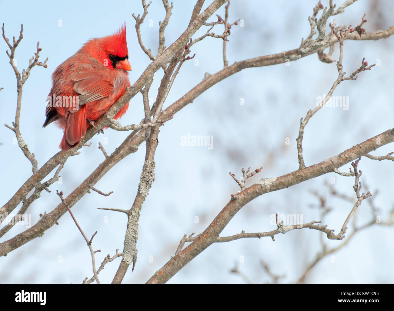 A Male Cardinal perched on a tree branch Stock Photo - Alamy