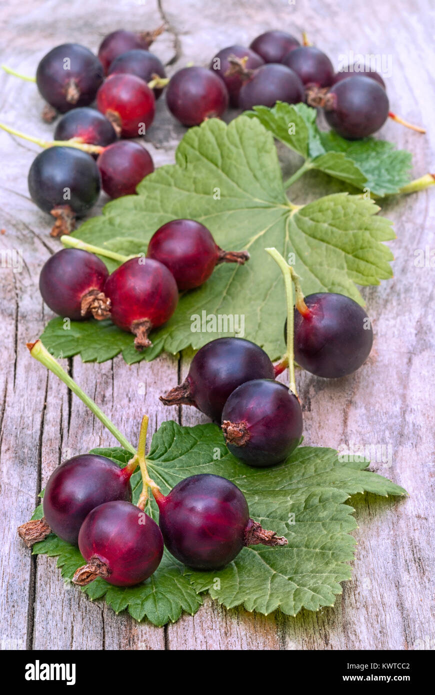 Ribes nidigrolaria josta hi-res stock photography and images - Alamy