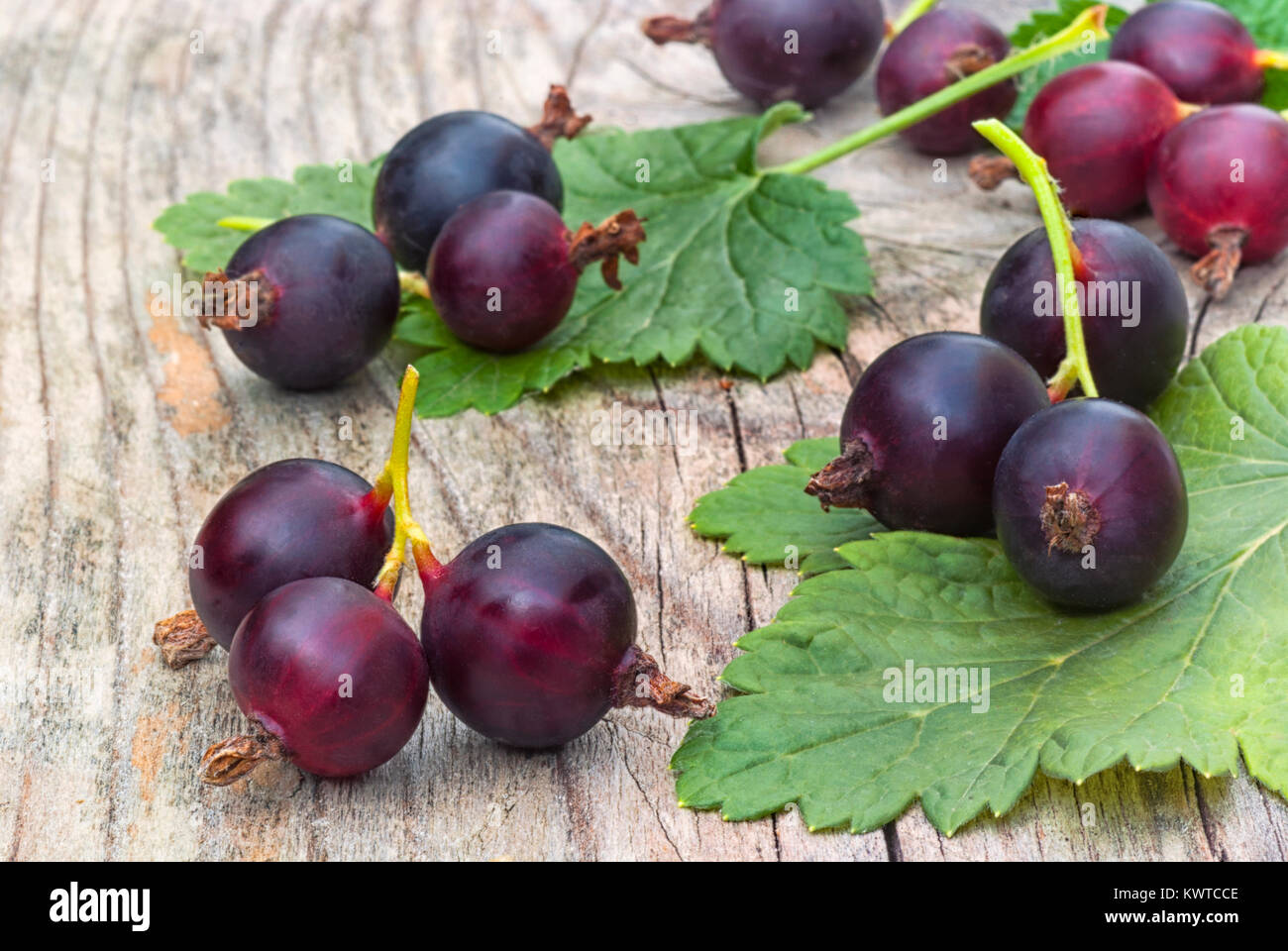 Ribes nidigrolaria josta hi-res stock photography and images - Alamy