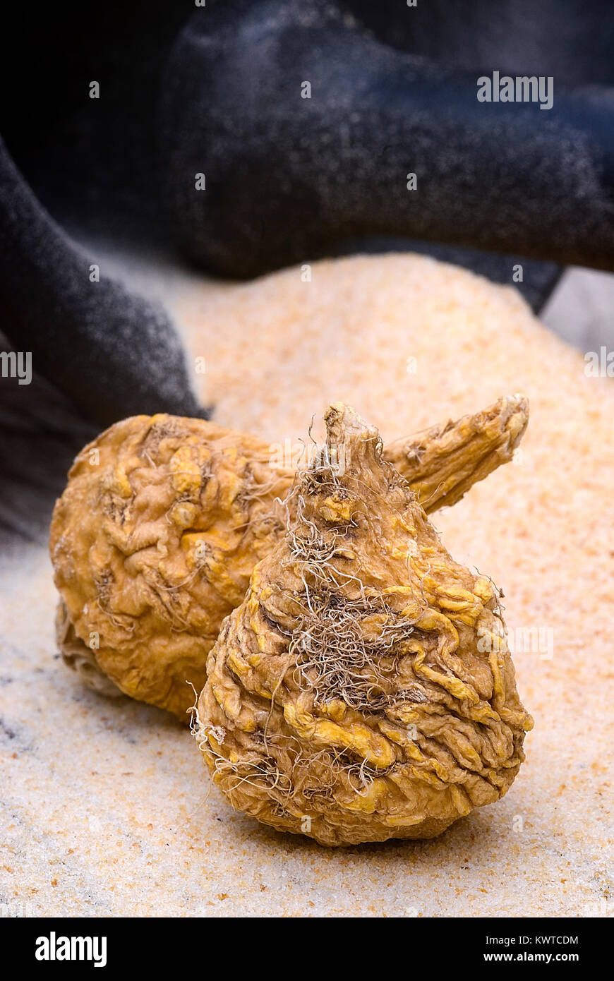 Peruvian ginseng or maca (Lepidium meyenii), dried root and powder on ...