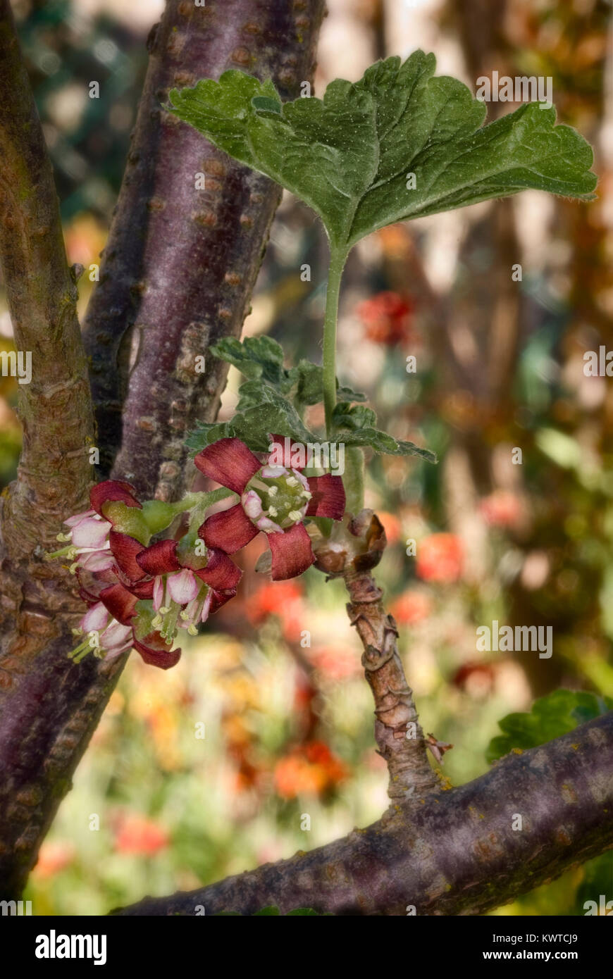 Ribes nidigrolaria josta hi-res stock photography and images - Alamy