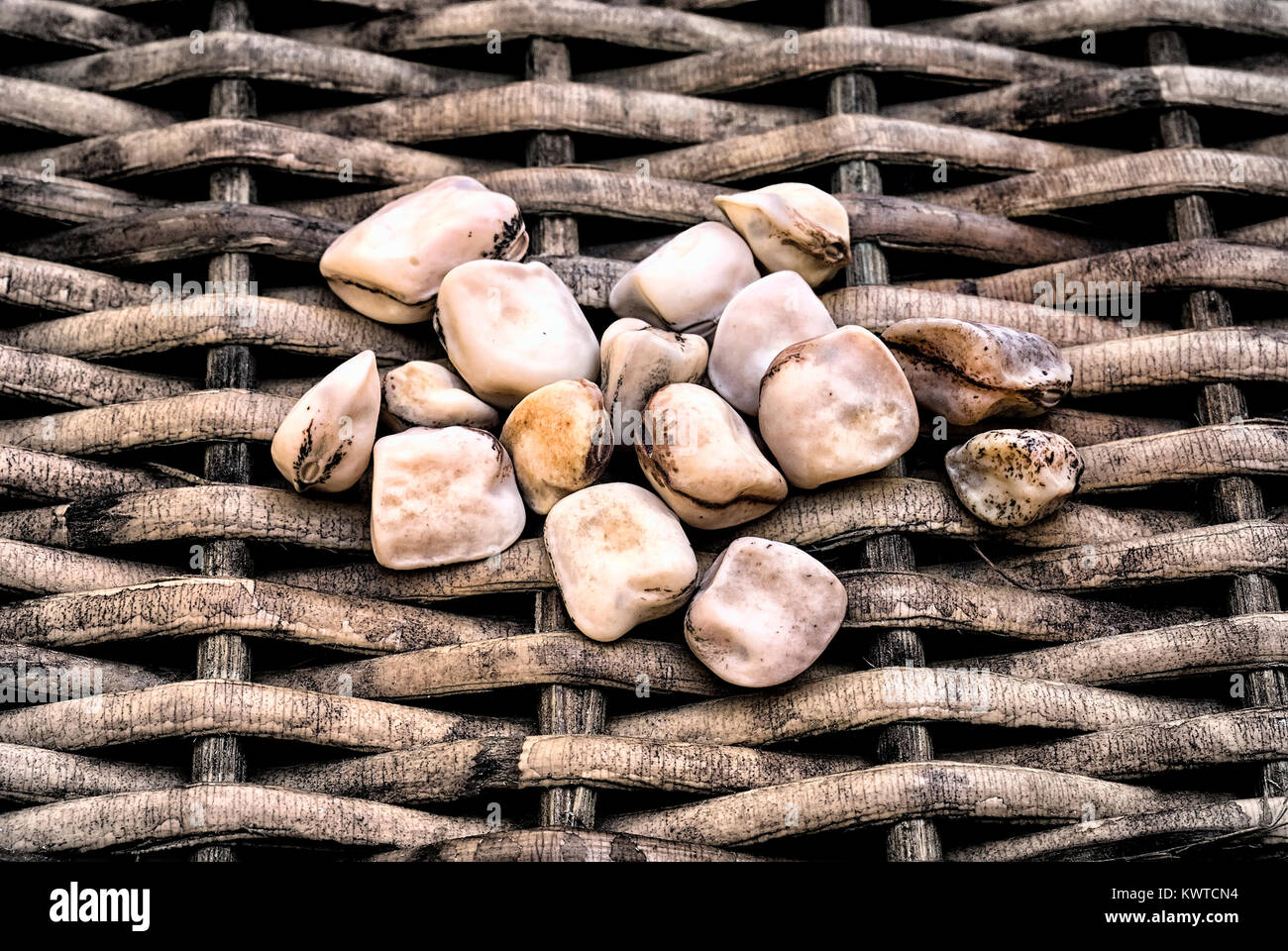 Grass pea (Lathyrus sativus), edible legume of Africa and Asia Stock ...