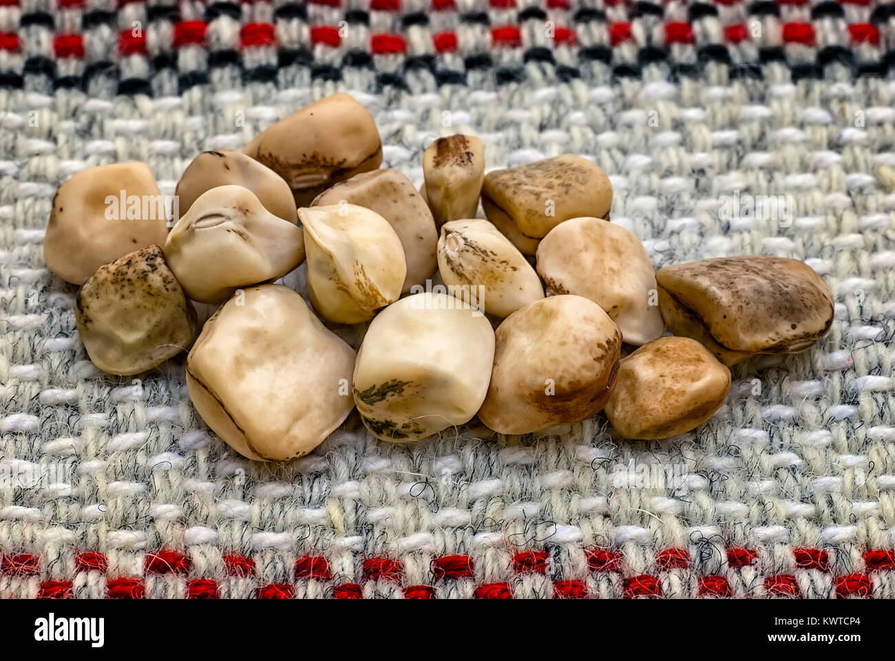 Grass pea (Lathyrus sativus), edible legume of Africa and Asia Stock ...