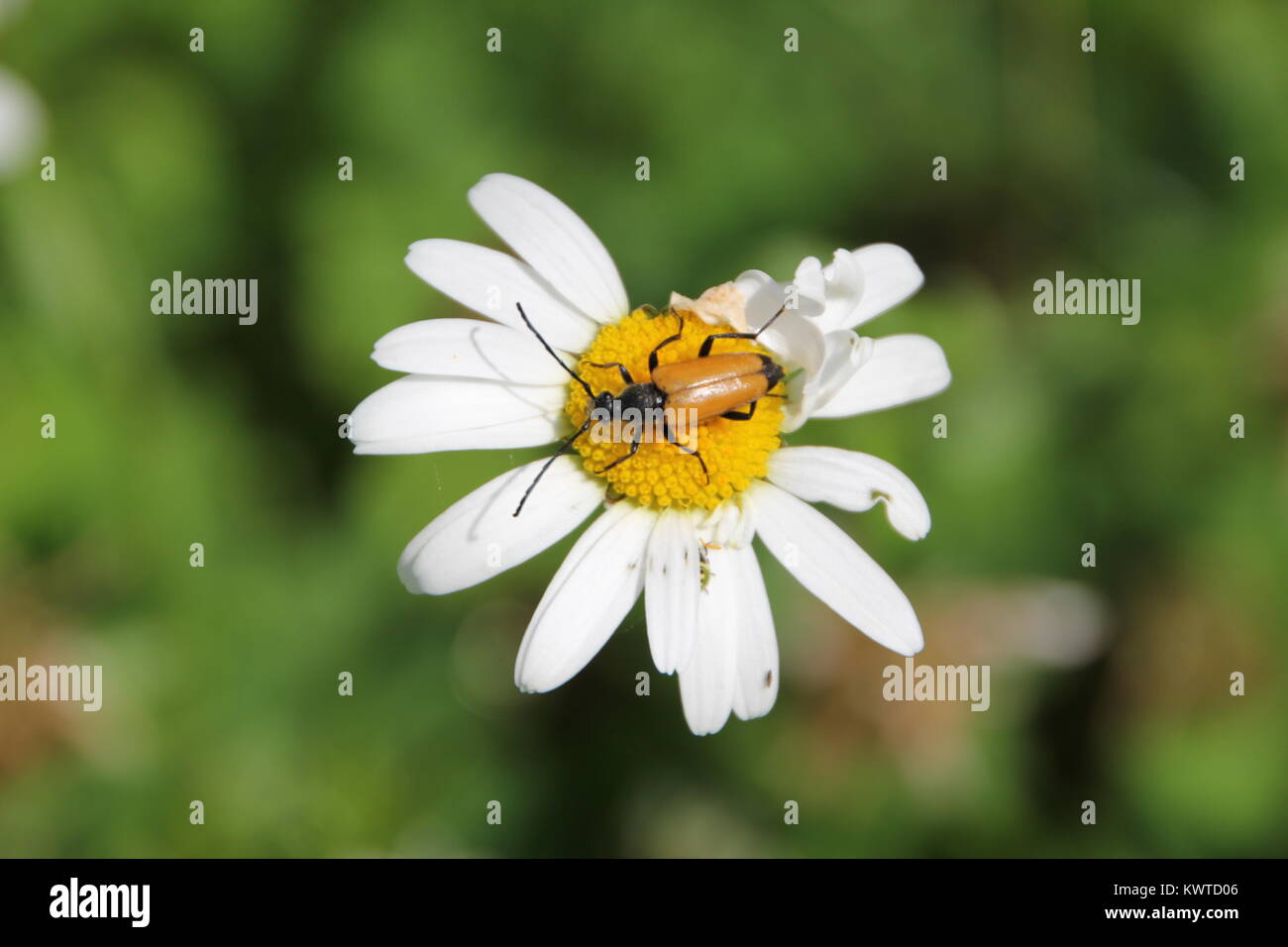 Daisy in the garden Stock Photo - Alamy