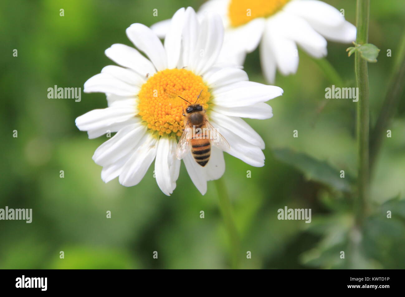 Daisy in the garden Stock Photo - Alamy