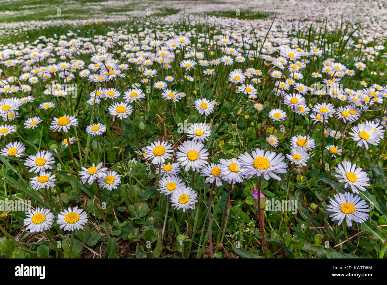 Buttercup daisy lawn hi-res stock photography and images - Alamy