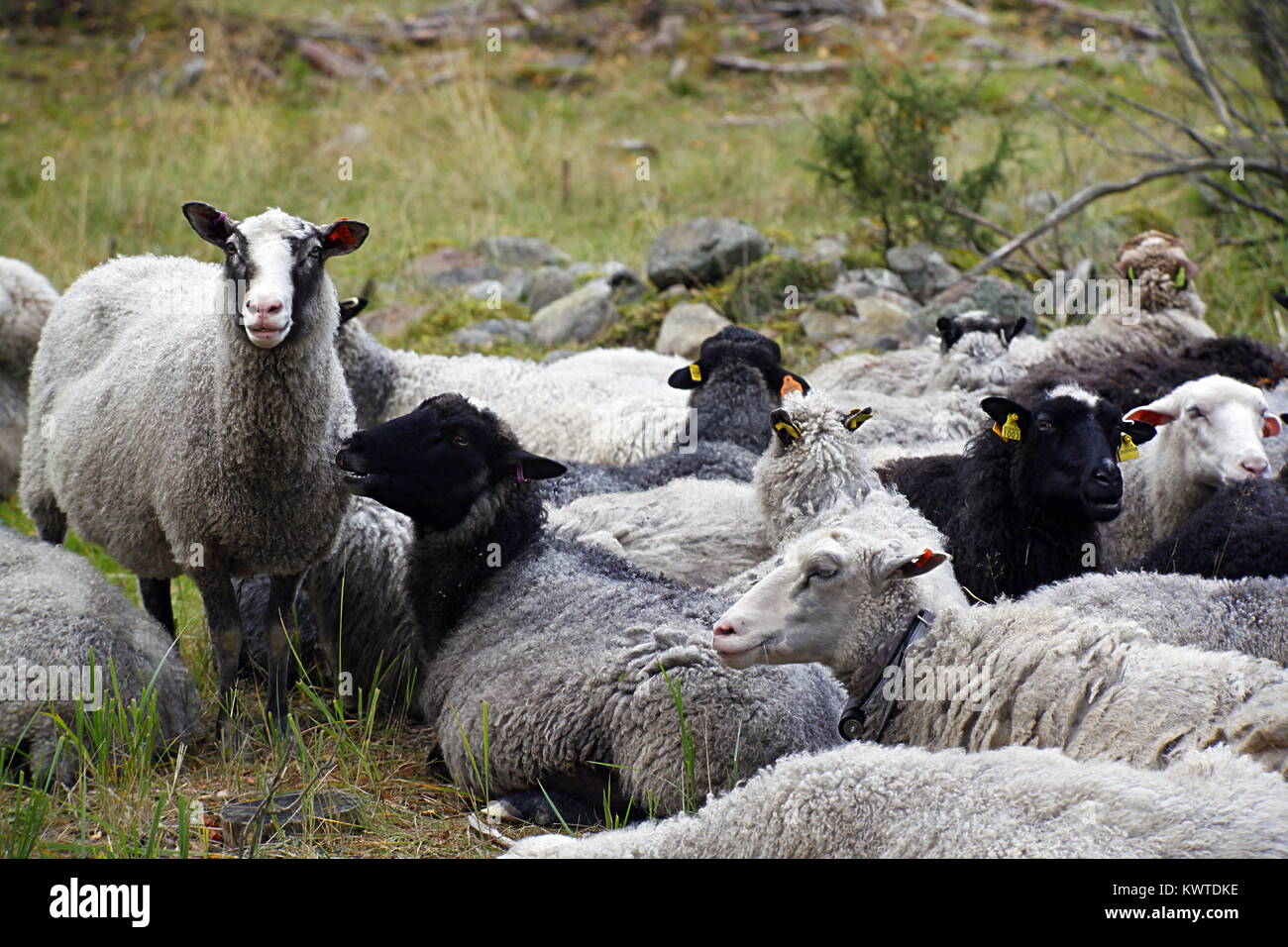 Mob of sheep hi-res stock photography and images - Alamy
