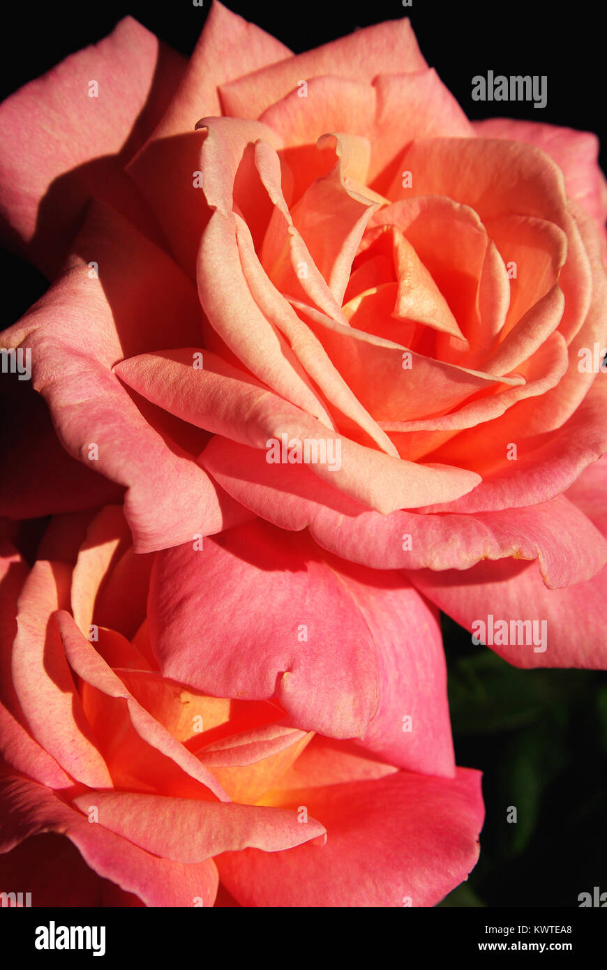 Pink rose close-up Stock Photo - Alamy