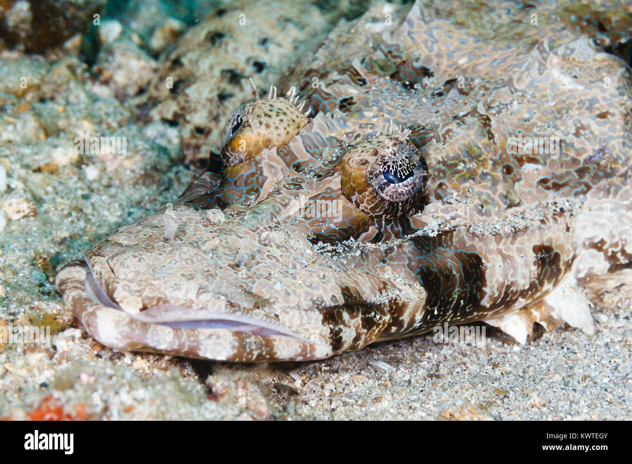 Flathead crocodile hi-res stock photography and images - Alamy