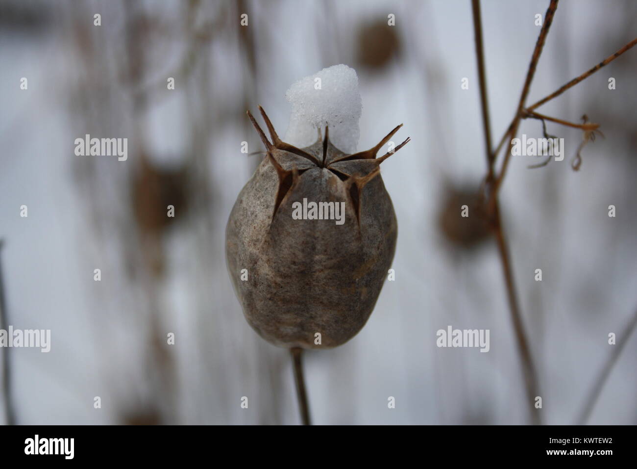 Poppy in the snow hi-res stock photography and images - Alamy