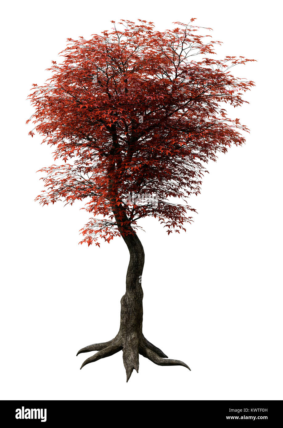 3D rendering of a red Japanese maple tree isolated on white background ...