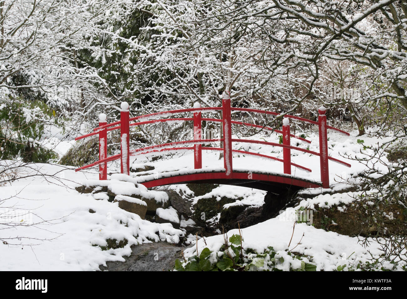 Japanese bridge and winter trees in the snow in December at Batsford ...