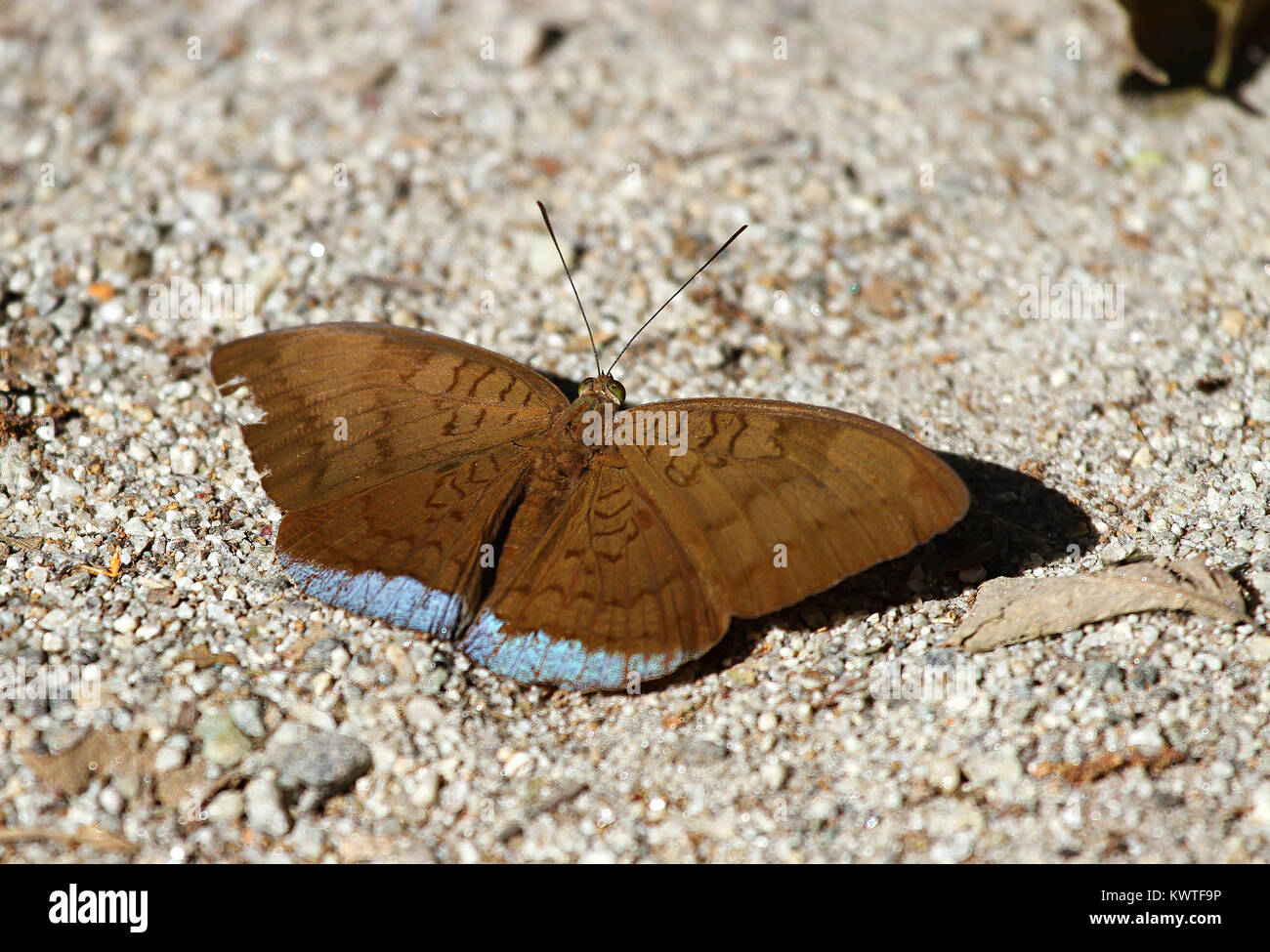 Himalayan butterfly hi-res stock photography and images - Alamy