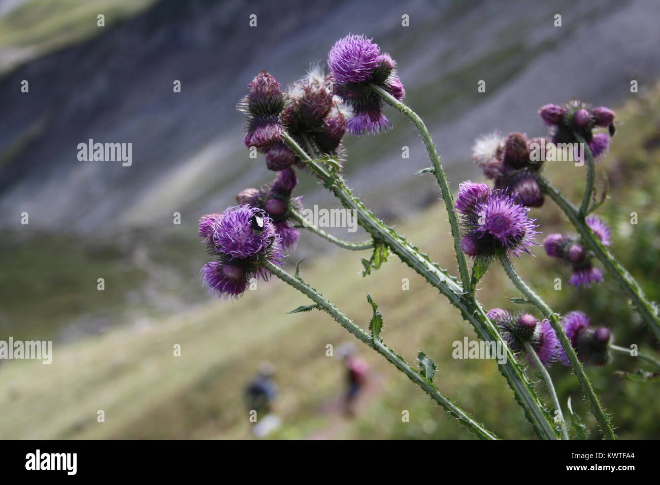 poppy in a frosty garden Stock Photo - Alamy