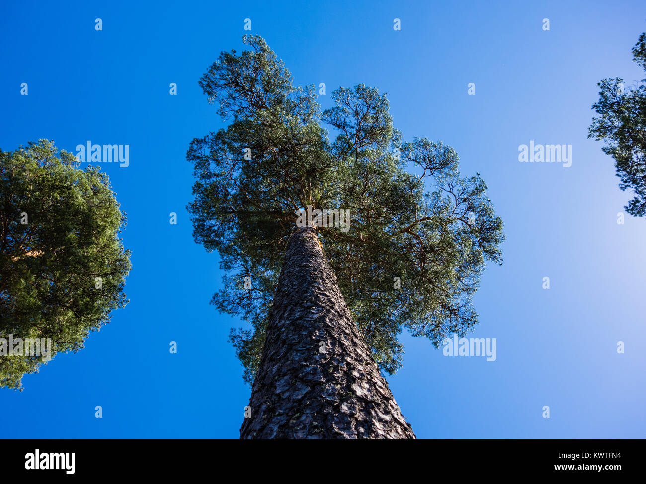 Looking up along trunk of tall pine tree and branches, between other trees on sides against blue ...