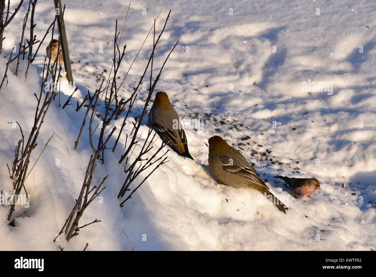Male grosbeaks hi-res stock photography and images - Alamy