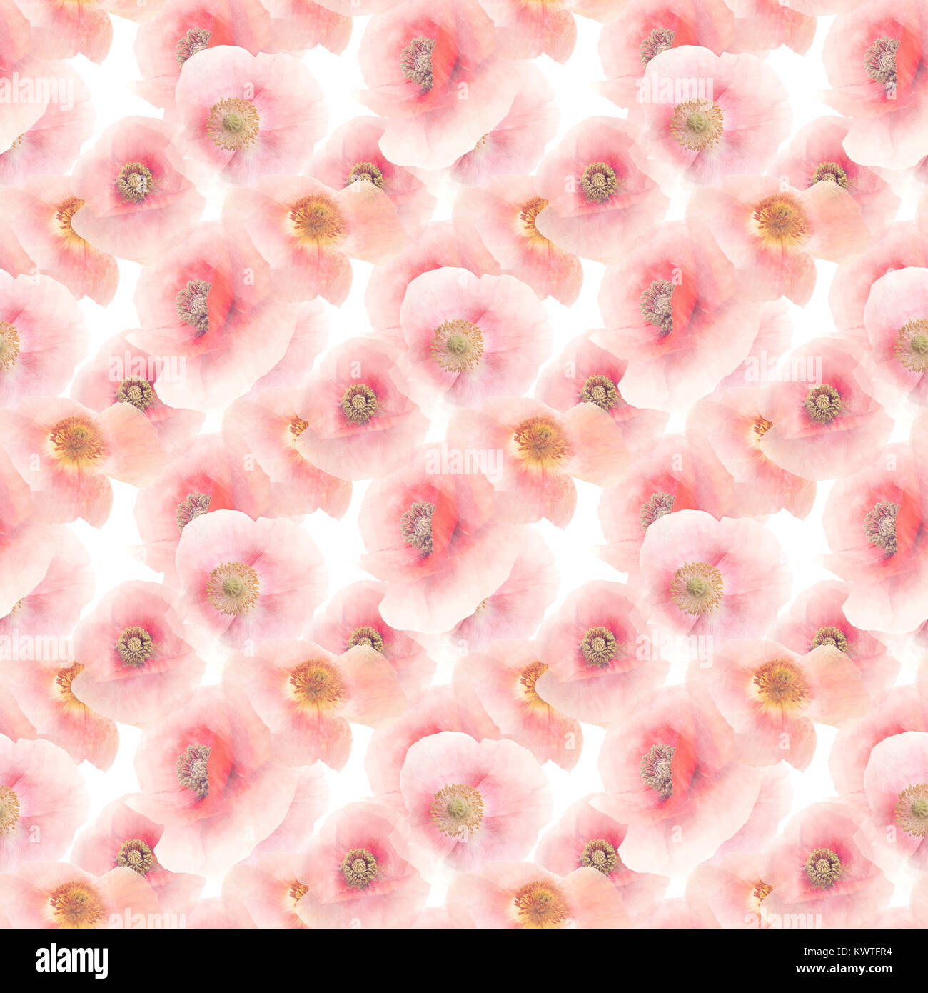 seamless pattern of Poppy Flowers Stock Photo - Alamy