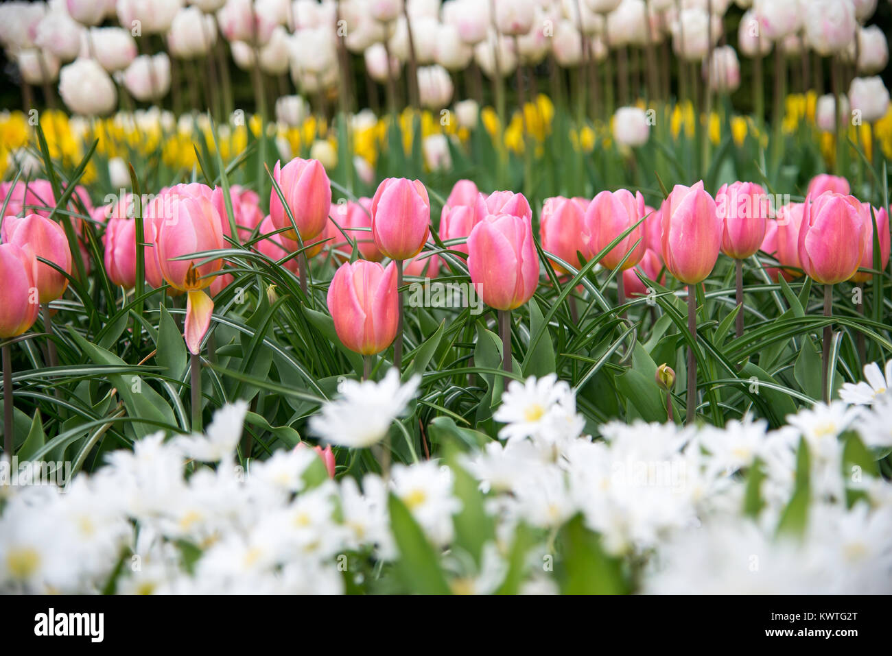 Row of tulips hi-res stock photography and images - Alamy