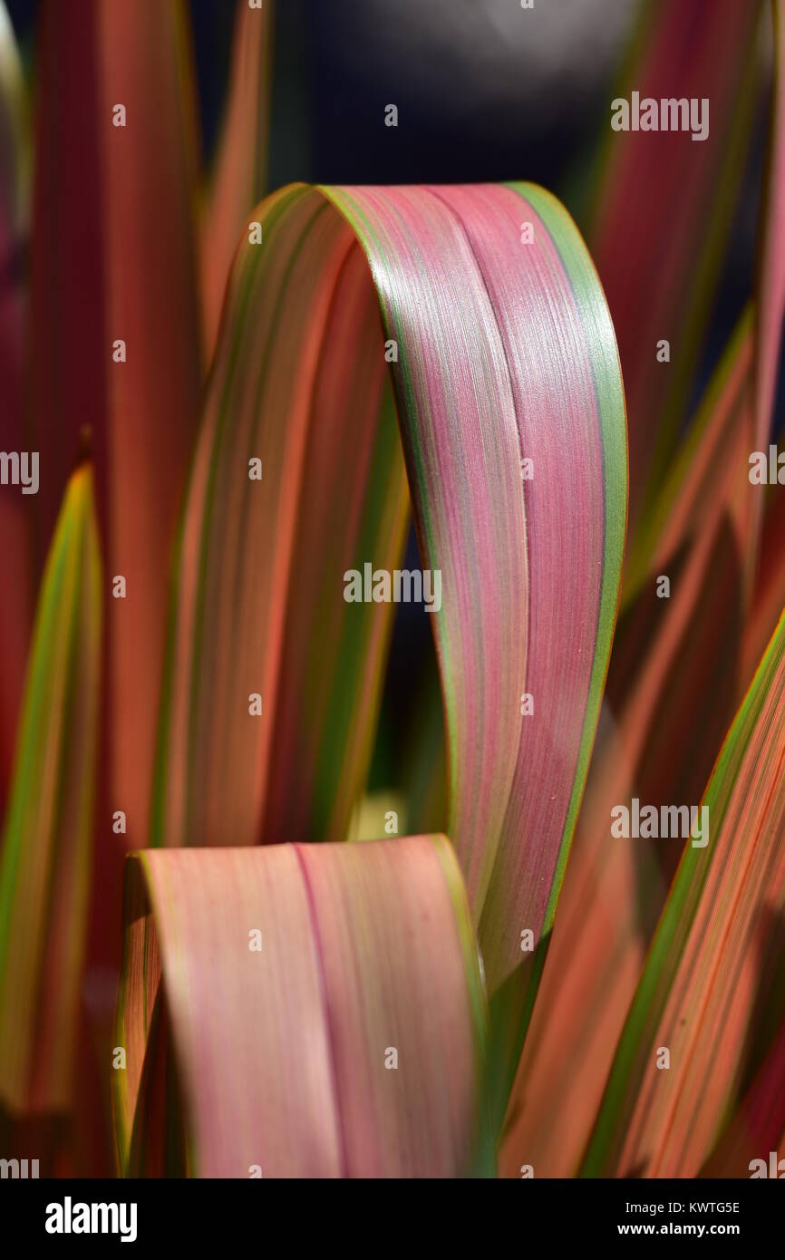 Pink and green leaves of ornamental flax Phormium jester Stock Photo ...