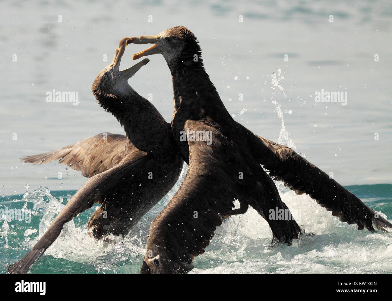 A pair of Northern Giant Petrels snapping and biting during a fight off ...