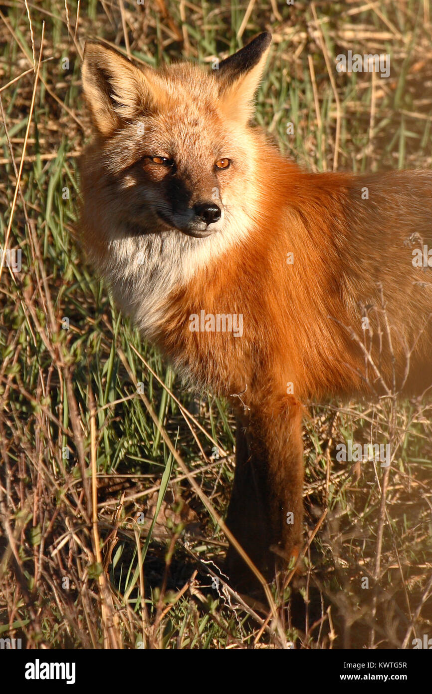 Colorado wildlife hi-res stock photography and images - Alamy