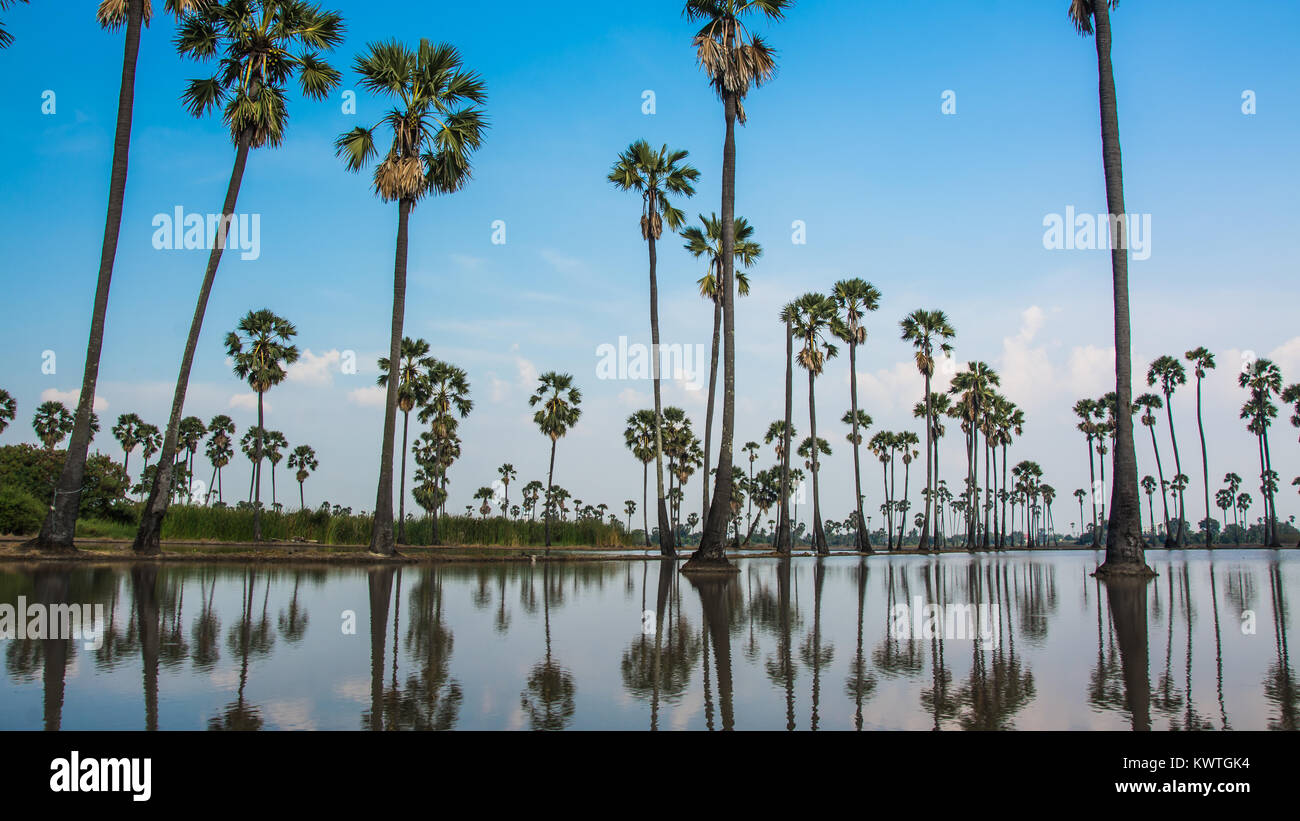 landscape of sugar palm tree in Thailand Stock Photo - Alamy