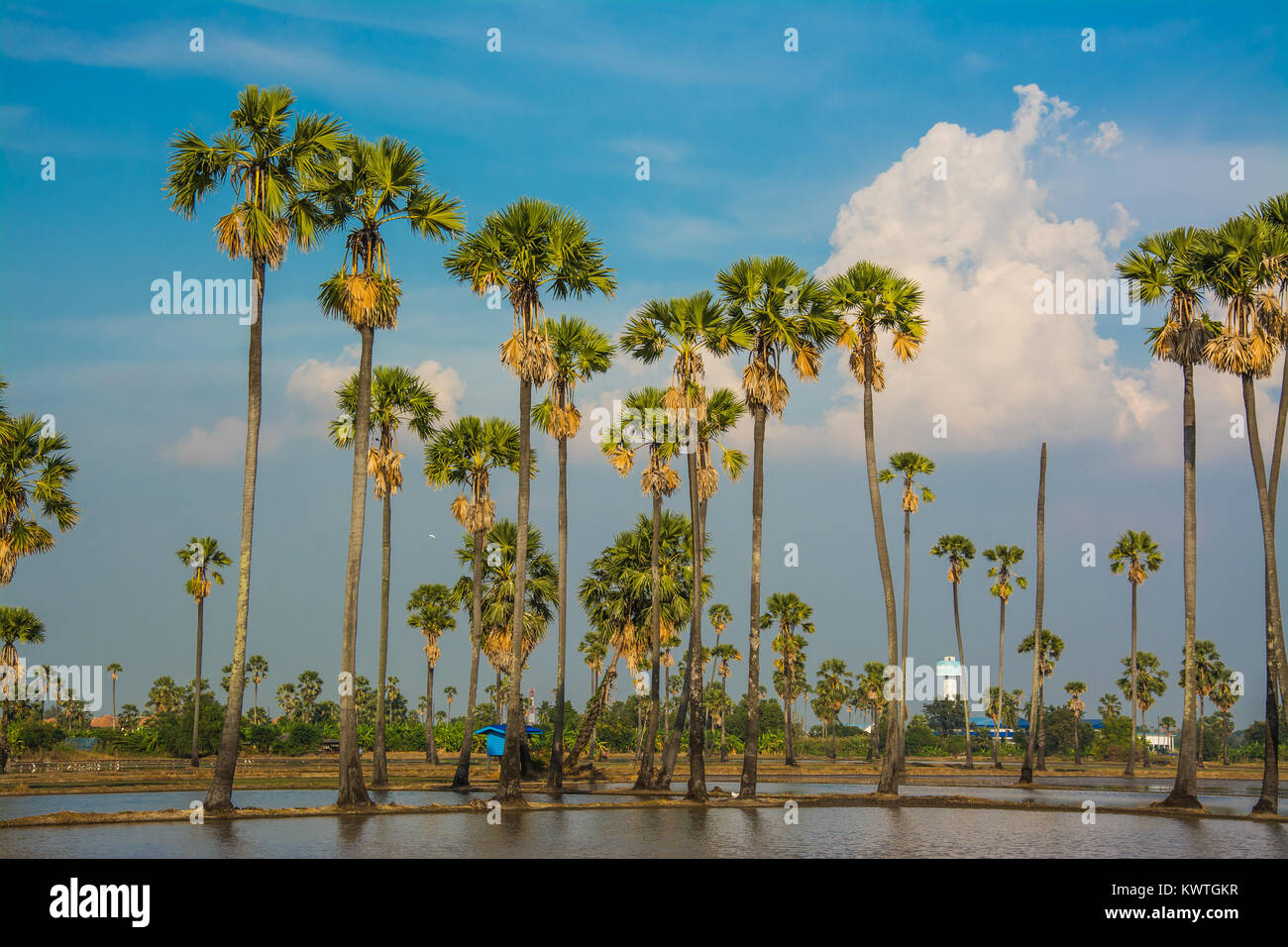 landscape of sugar palm tree in Thailand Stock Photo - Alamy