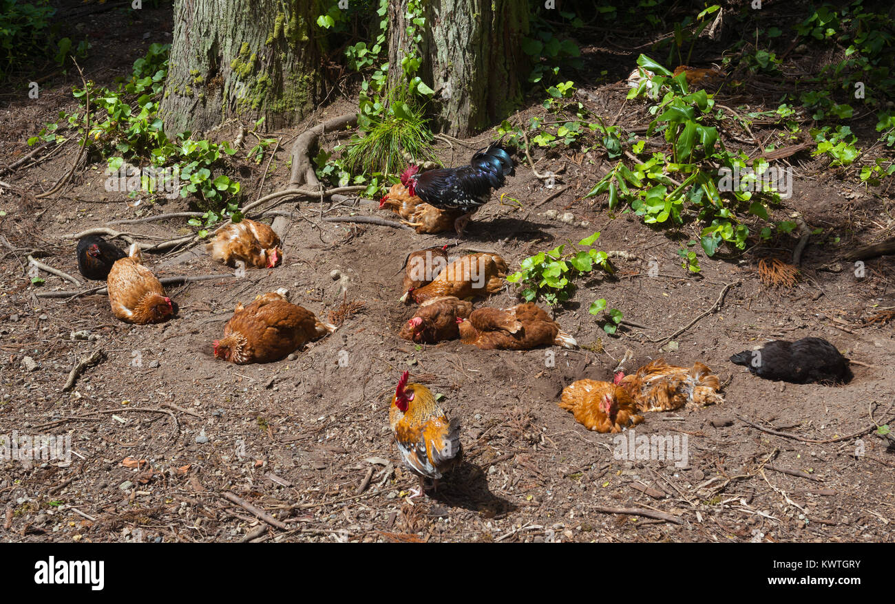 a comfortable living group of chicken in a forest on the azores Stock ...