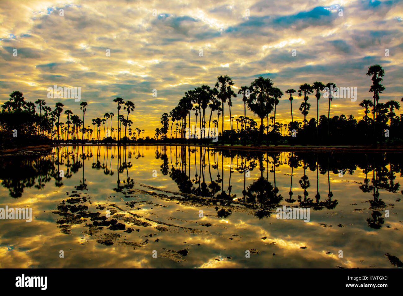 landscape of sugar palm tree in Twilight time ,Thailand Stock Photo - Alamy