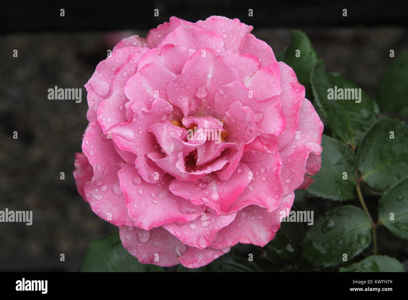 Pink Rose with Raindrops Stock Photo - Alamy