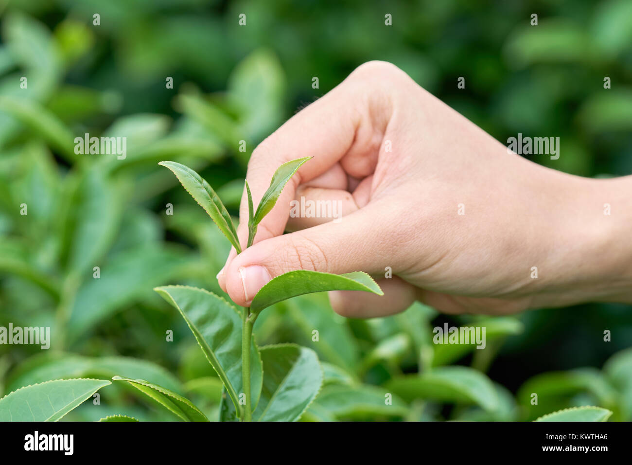 Asian woman hand picking up the tea leaves from the tea plantation, the ...