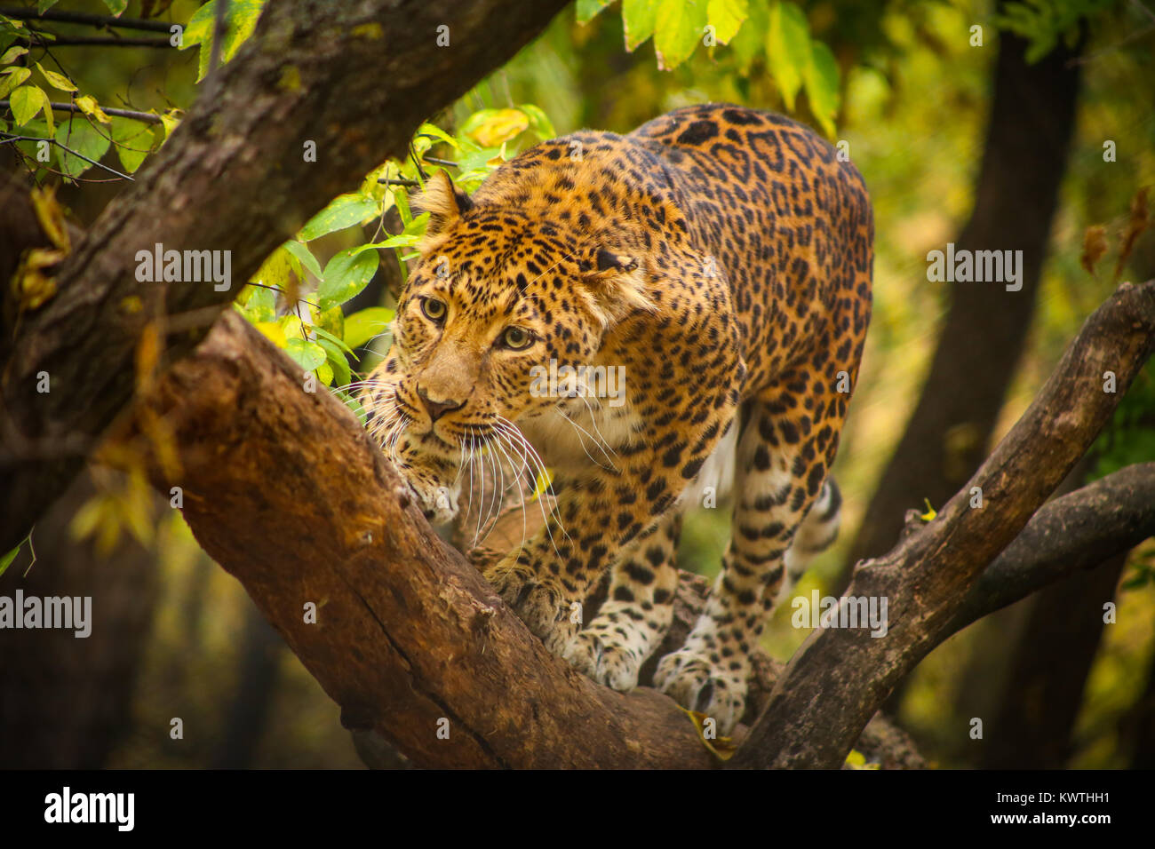 African leopard walking on a tree branch at the zoo Stock Photo - Alamy