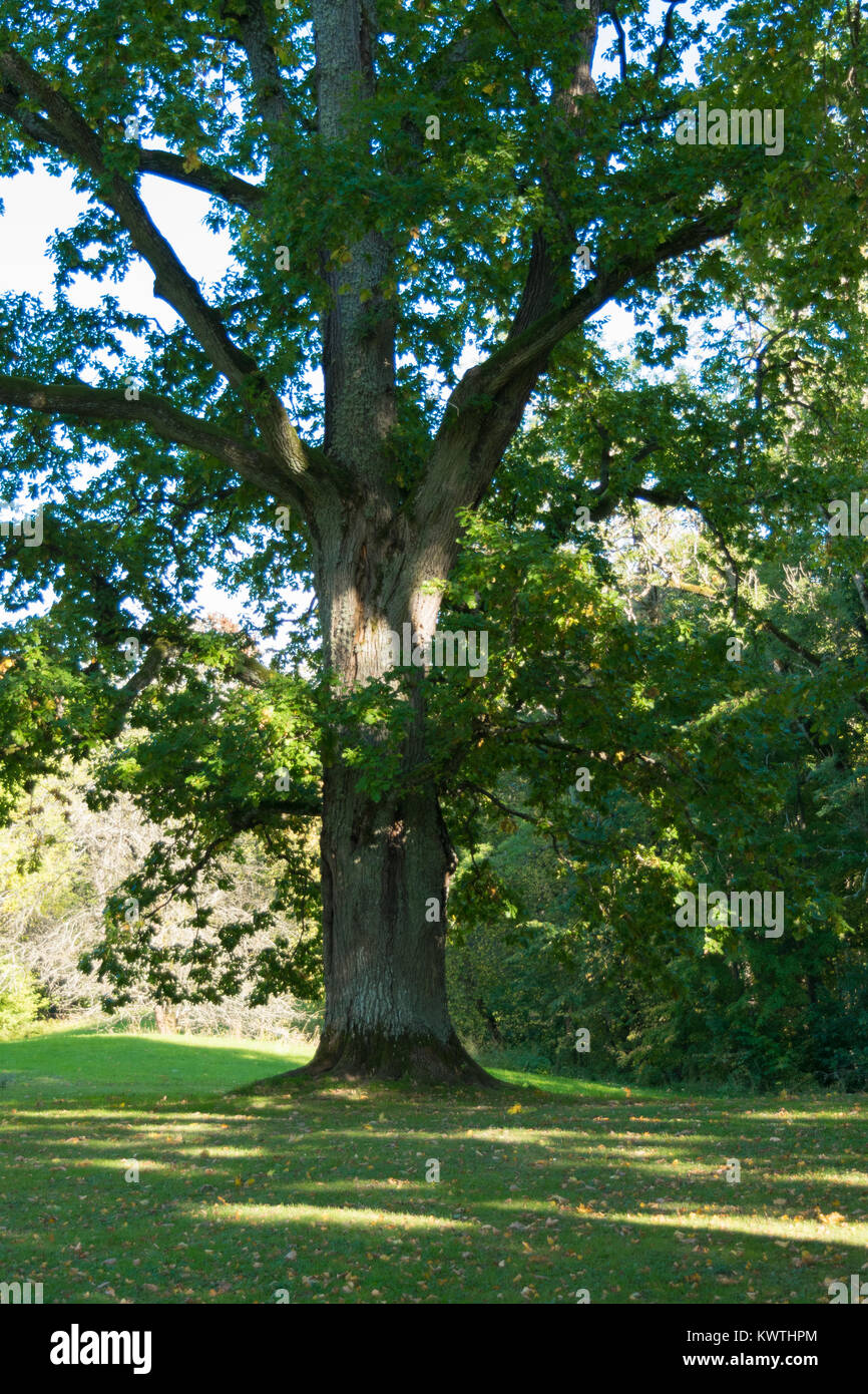 forest of ancient wise, solid, old oak Stock Photo - Alamy