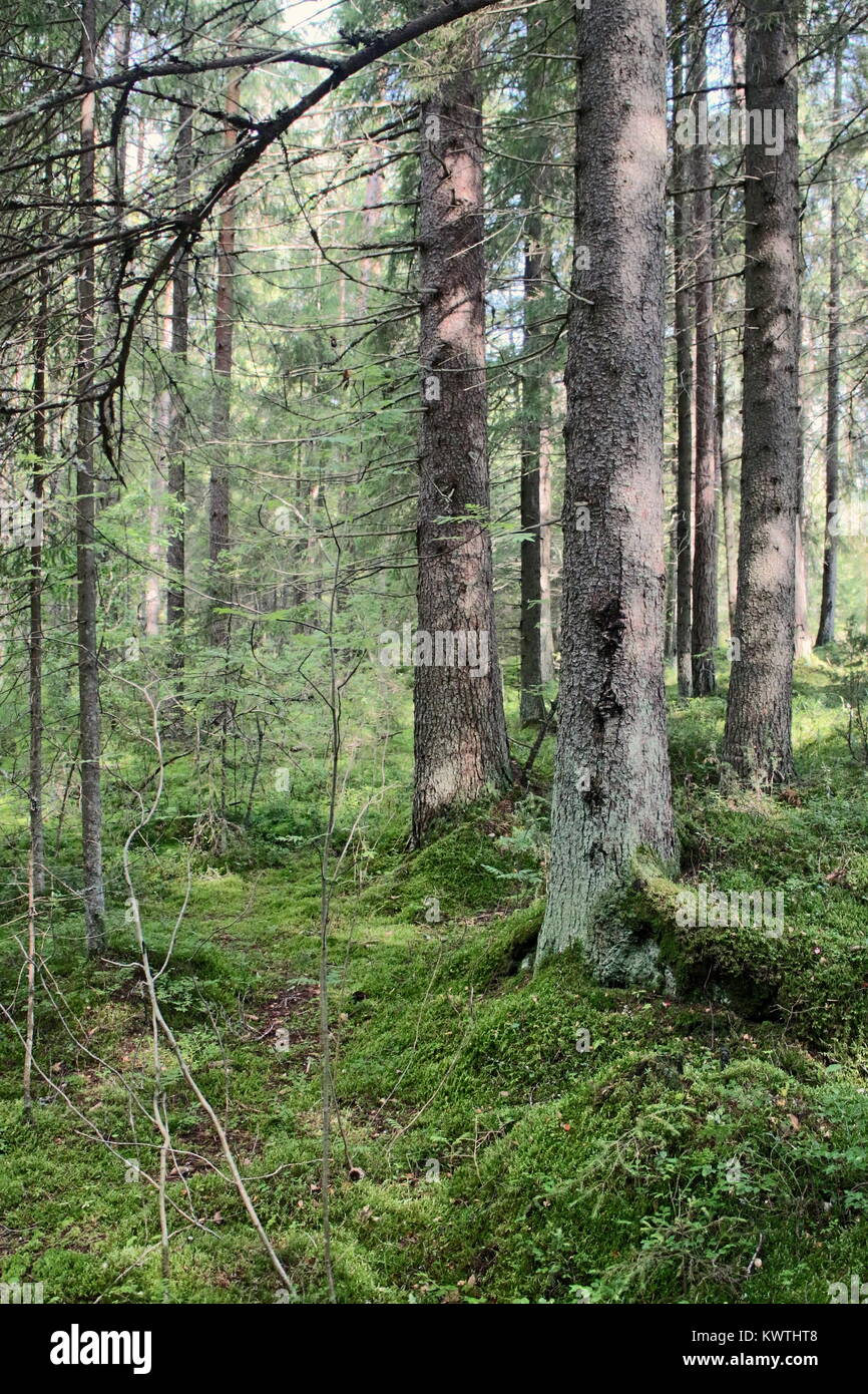 Tall trunks hi-res stock photography and images - Alamy