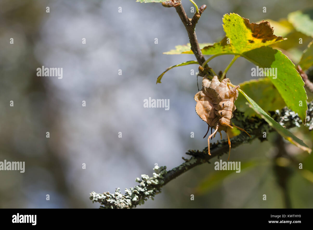 Lobster moth caterpillar Stock Photo - Alamy