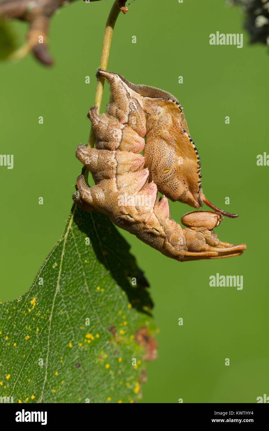 Lobster moth caterpillar Stock Photo - Alamy