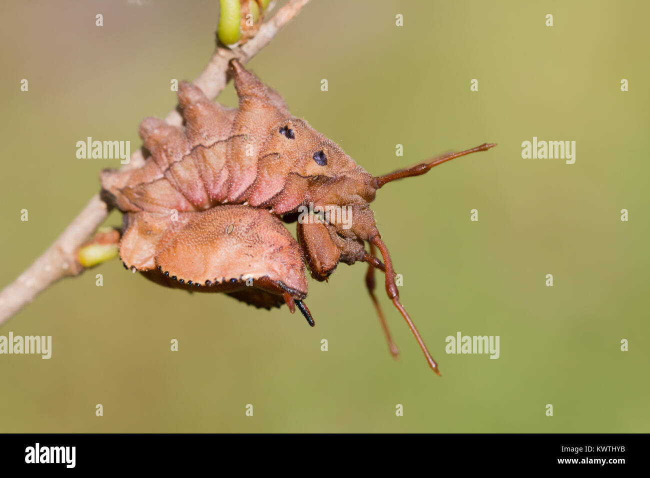 Lobster prominent hi-res stock photography and images - Alamy