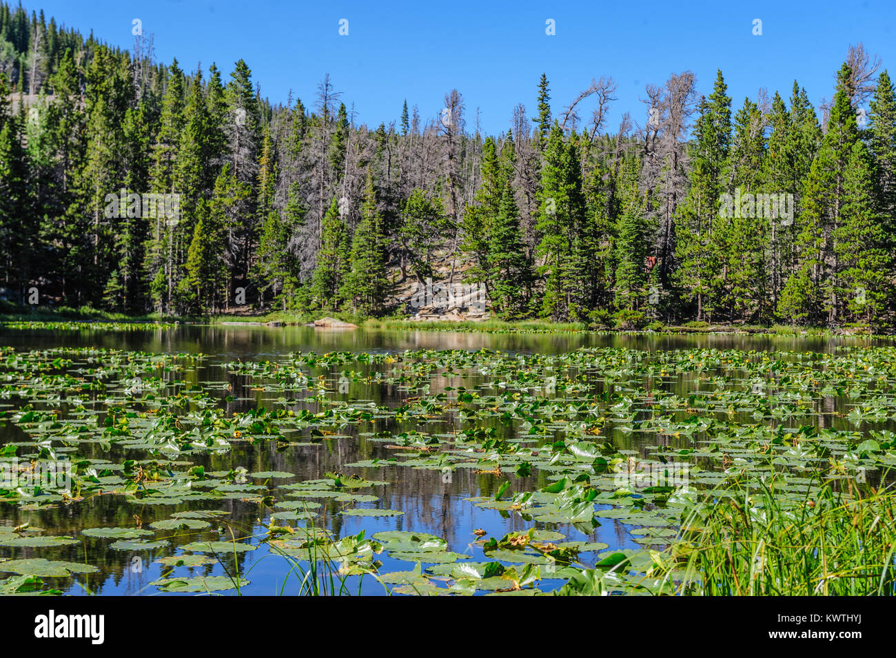 Nymph Lake, Colorado Stock Photo - Alamy