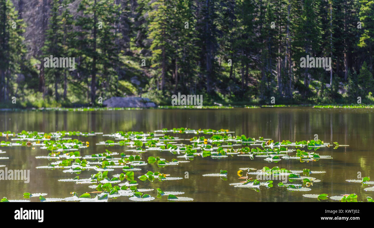 Nymph Lake, Colorado Stock Photo - Alamy
