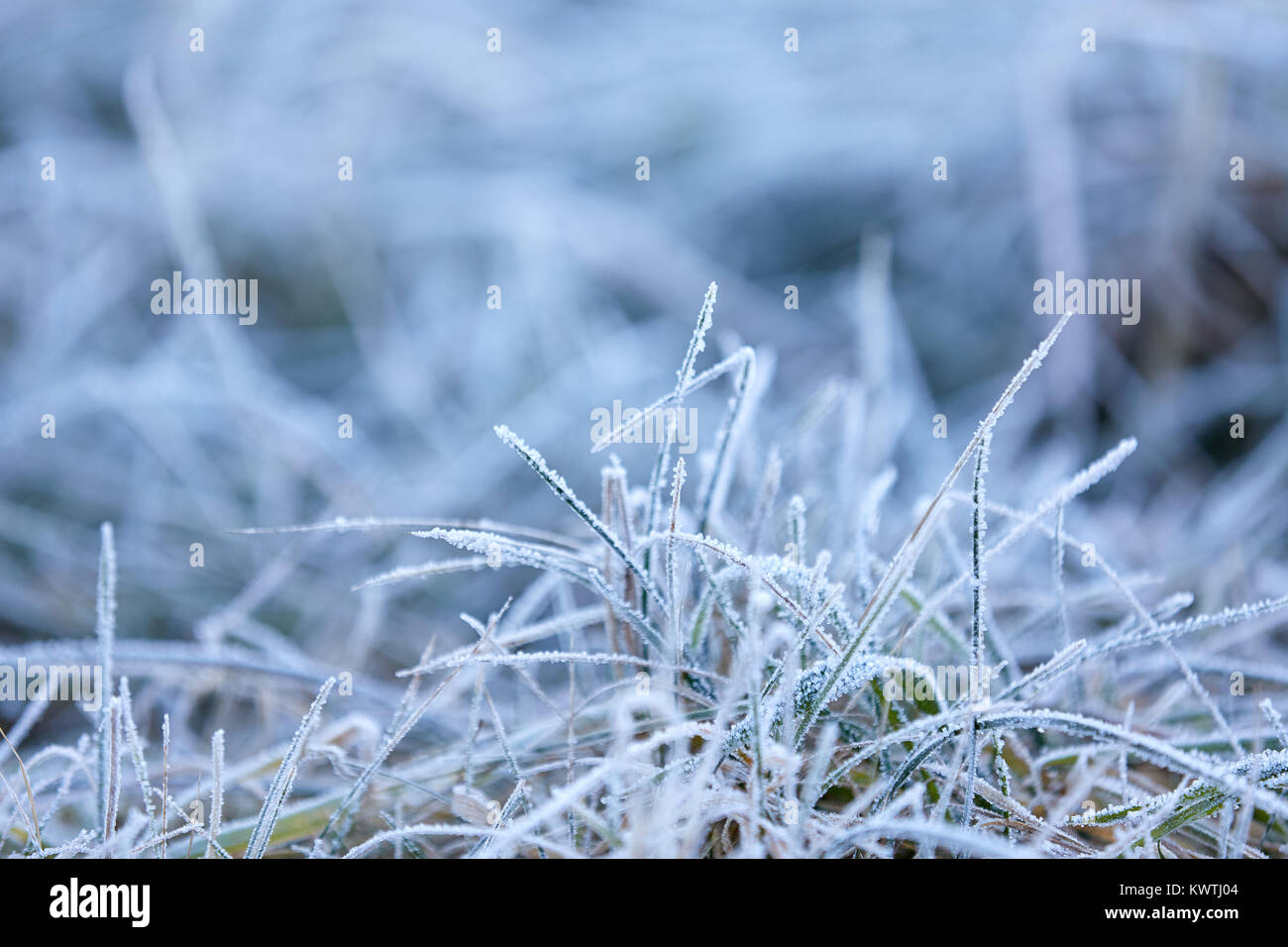 Grass with frost closeup makro shot Stock Photo - Alamy