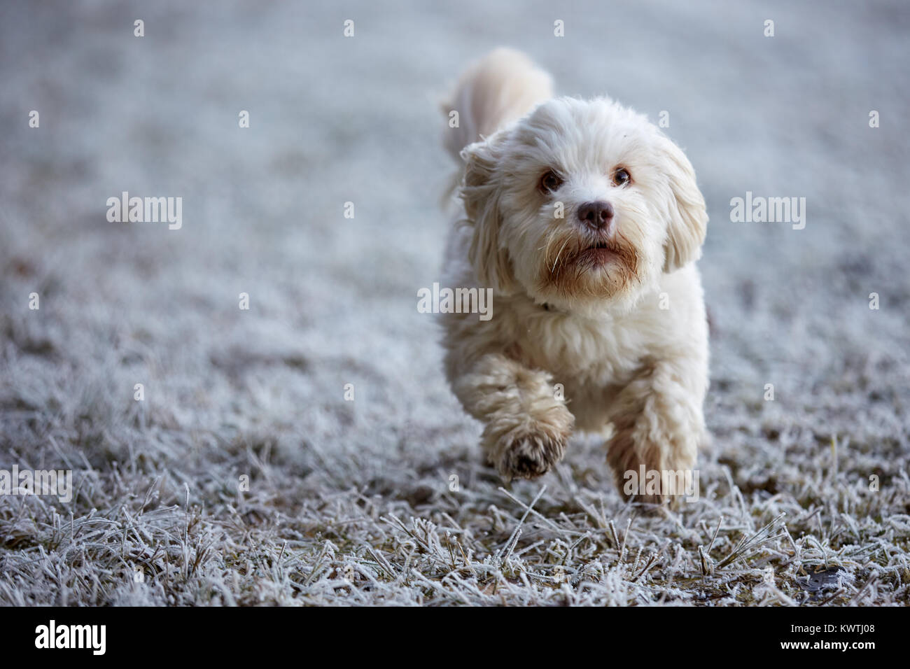 White havanese dog playing in frost on meadows in winter Stock Photo ...