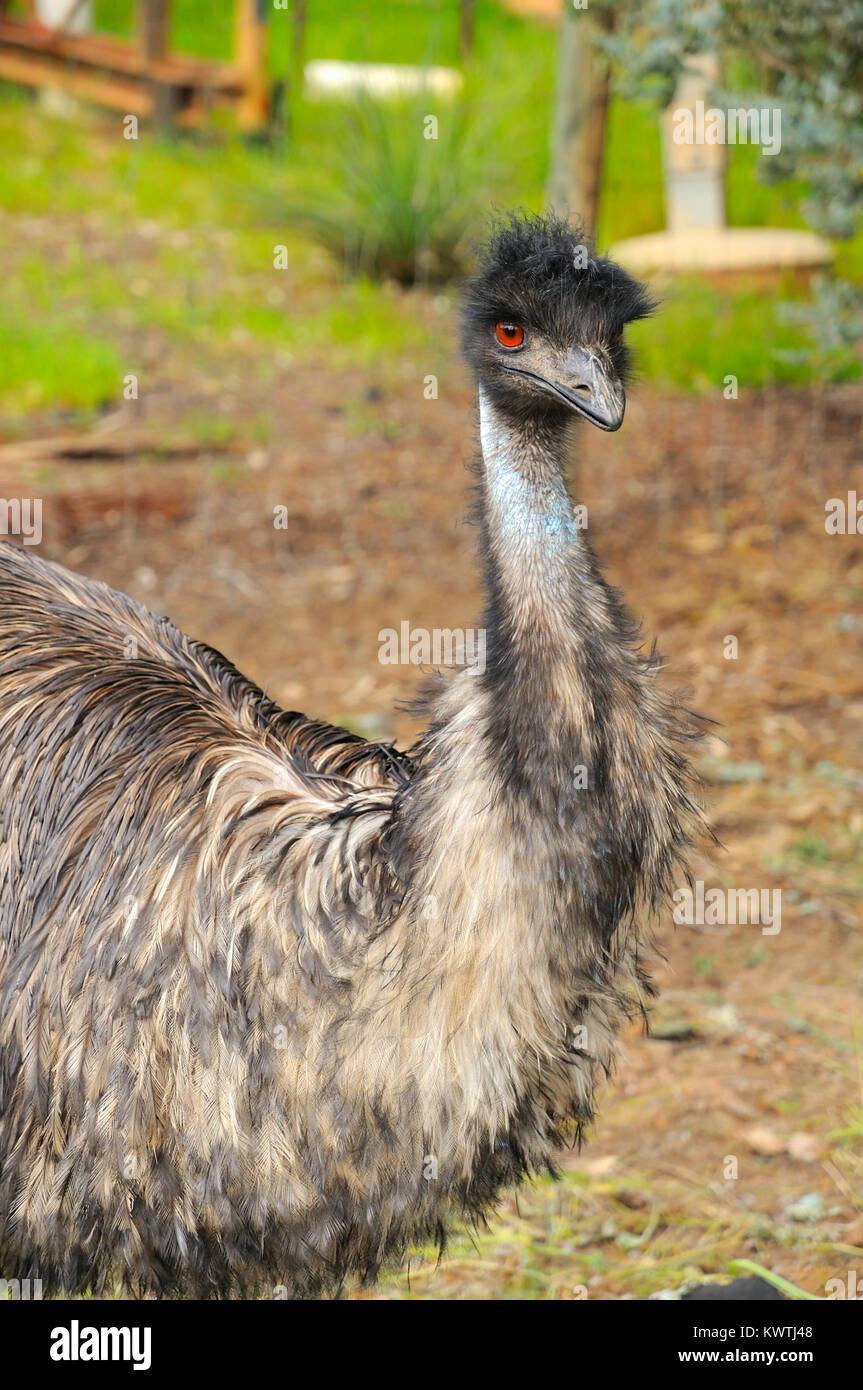 Big emu bird in the outskirts of Perth, Australia Stock Photo - Alamy