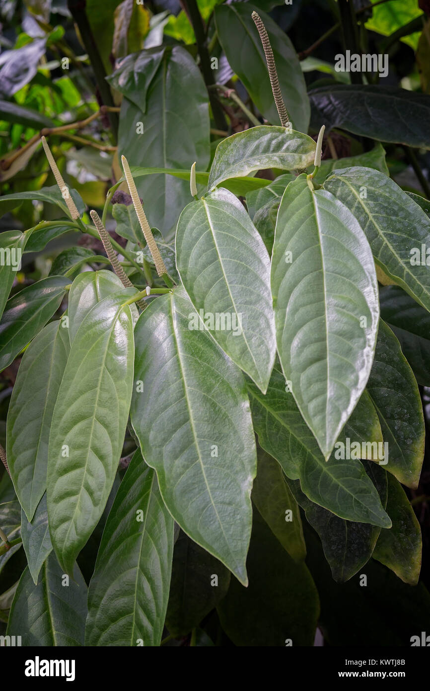 Balinese long pepper (Piper retrofractum), plant with flower and leaf ...