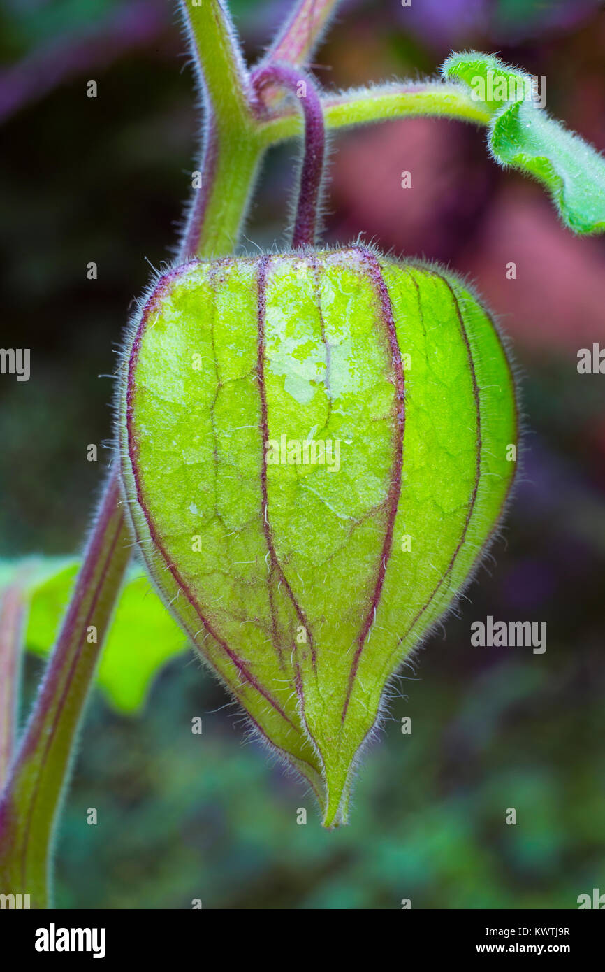 Native gooseberry hi-res stock photography and images - Alamy