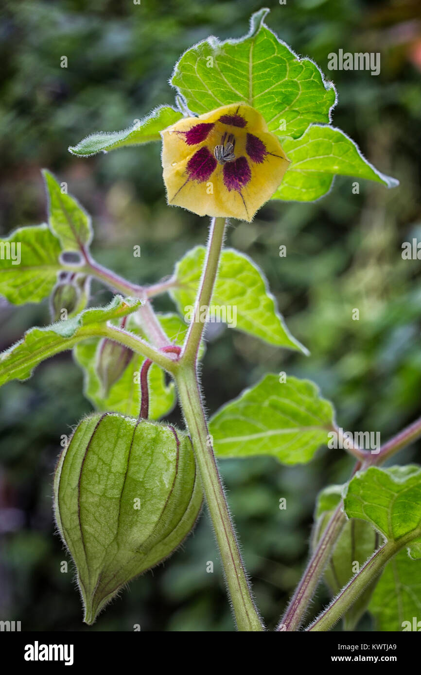 Gooseberry Flowers